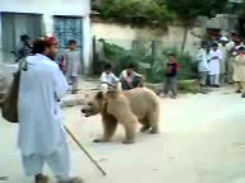 Dancing bear in Pakistan | Natural History