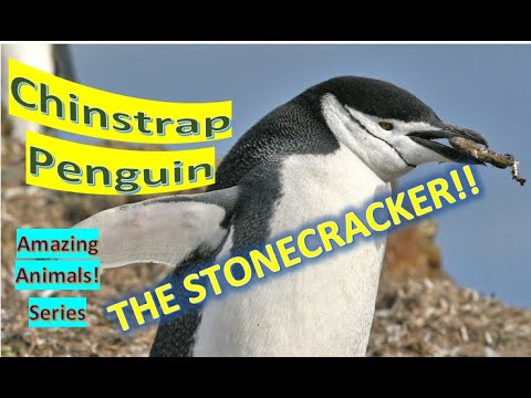 Chinstrap Penguin facts 🐧 inhabits variety of islands in Southern Pacific and the Antarctic Oceans