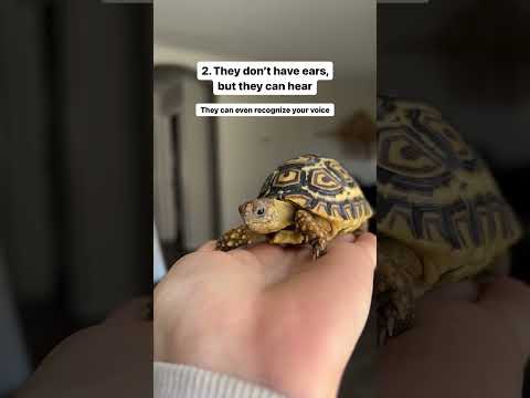Tortoise fun facts #cuteanimals #tortoise #babyanimals #petshorts #pets