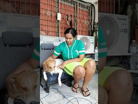 Restraining A Dog For Cephalic Venipuncture