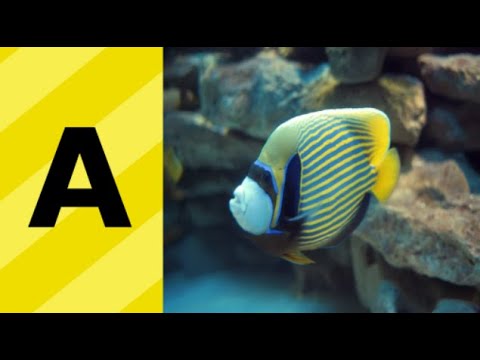 Animals Starting with Letter A - Learn Animal Words with A