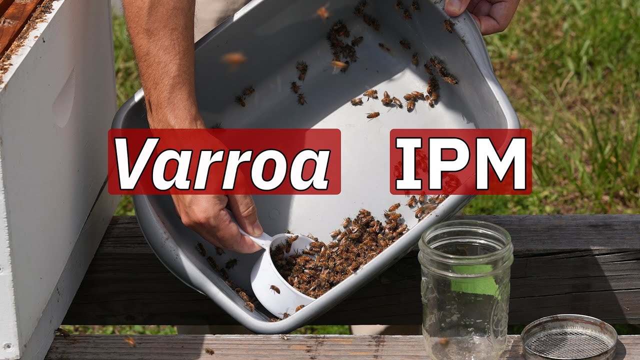 Varroa IPM | Beekeeping Academy | Ep. 69