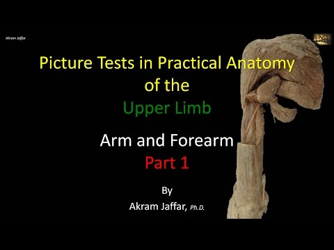 Picture tests in upper limb anatomy arm and forearm 1