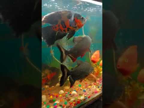 oscar fish eat goldfish