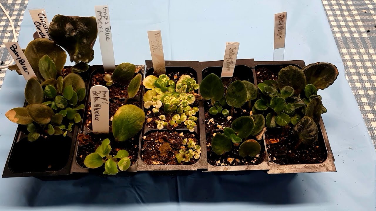 Planting babies minis & semiminiture african violets.  On plante des bébés de mini & semiminiatures