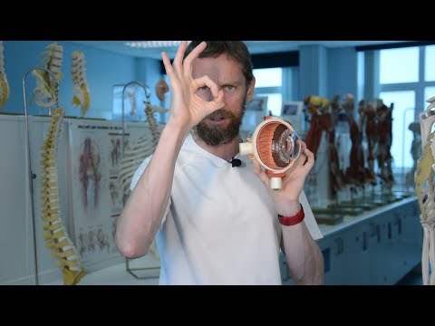 Eye convergence and accommodation (anatomy)