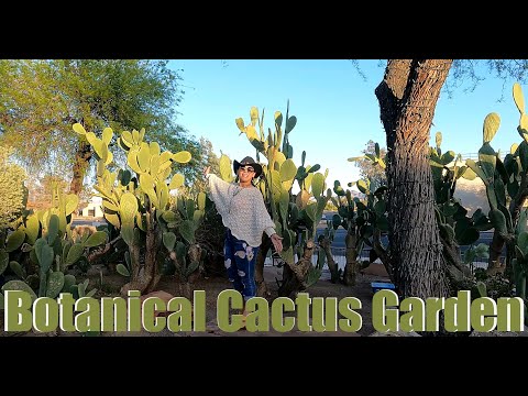 Explore Ethel M Botanical Cactus Garden & Chocolate Factory | Las Vegas Hidden Gem!
