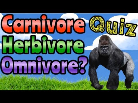 CARNIVORE HERBIVORE OMNIVORE QUIZ | Science Quiz | Miss Ellis