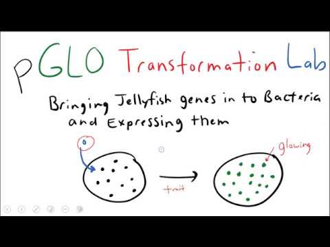 pGLO Bacterial Transformation Lab