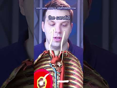 Carotid Arteries Leaving the Aorta to Supply the Brain