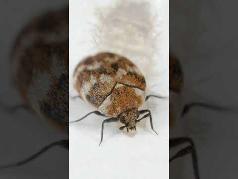 Did You Know That Carpet Beetles Can Cause Bed Bug Like Reactions? #carpetbeetles #bedbugs