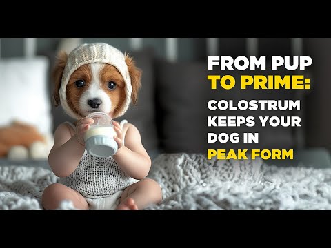 100% Bovine Colostrum - Immune Support Supplement For Dogs