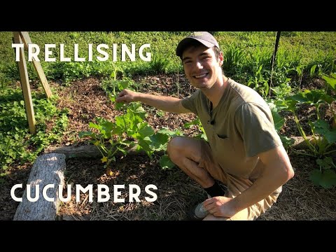 Grow Cucumbers Vertically on a String Trellis