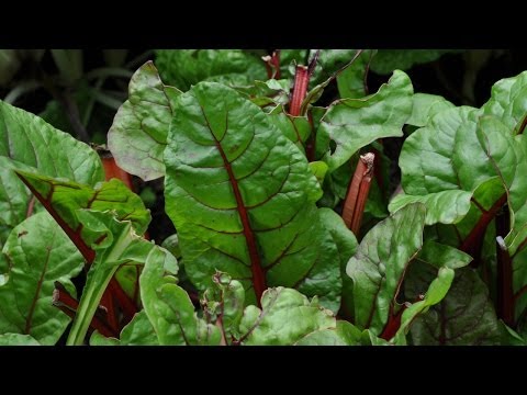 Health Benefits of Swiss Chard