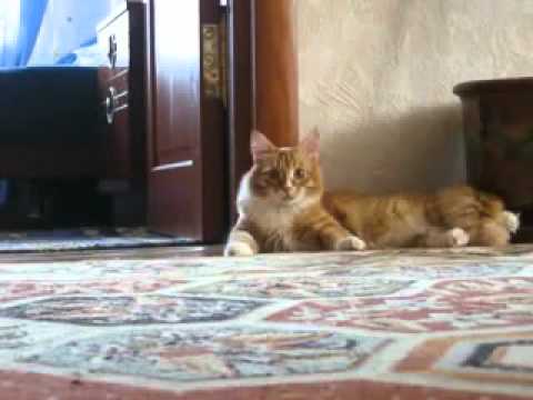 Scaredy Cat!