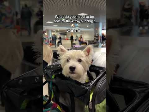 Checklist for flying with your dog ✅