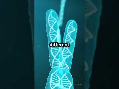 What Are Homologous Chromosomes? Genetics 101 #facts #science #biofacts #cellformation #cellbiology
