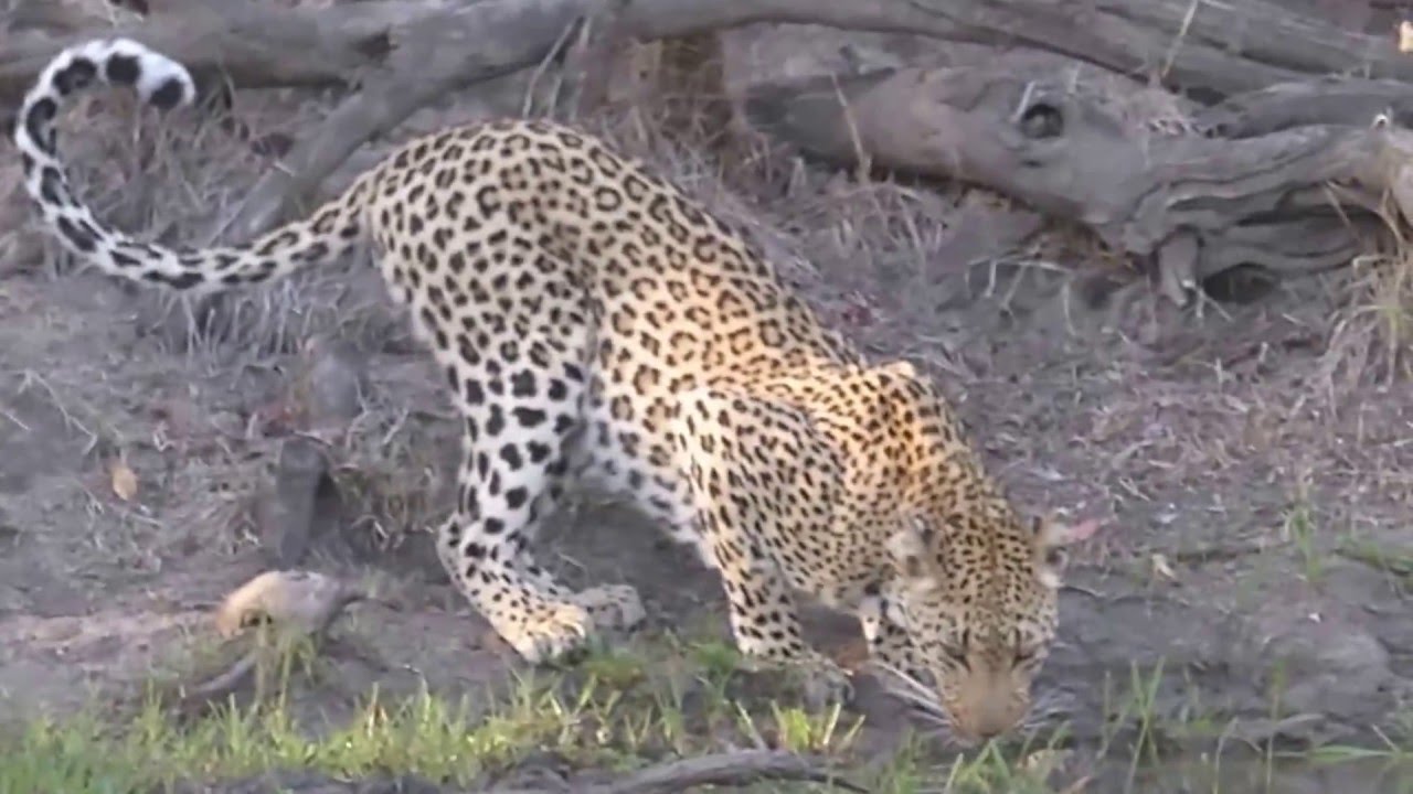 Leopard at Lake Panic - Mar 2016