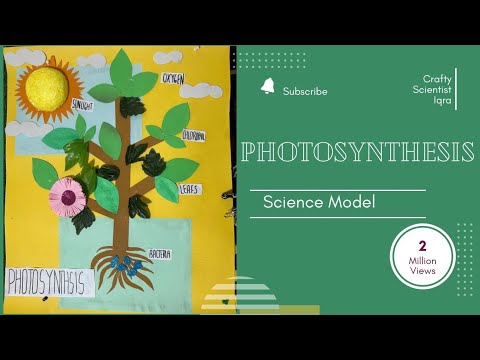 Photosynthesis 🌲| Science Model 🏜️| Paper Craft | @CraftyscientistIqra
