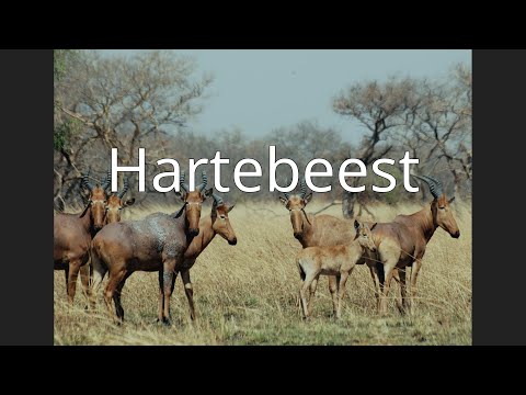 Hartebeest