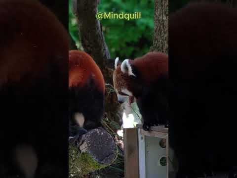 Meet the Red Panda: Facts That Make Them Unique #redpanda