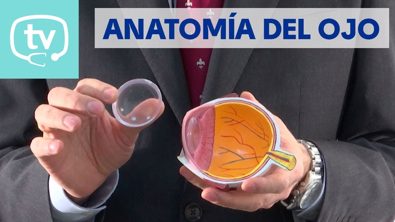 Anatomy of the eye: learn to differentiate its parts!
