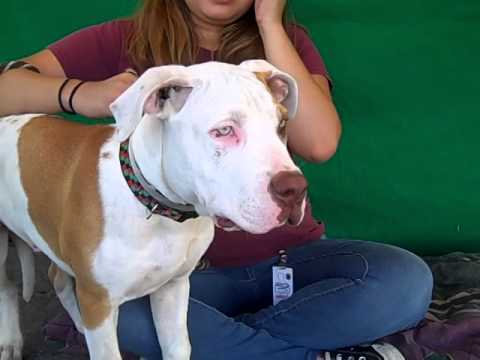 A4754919 Huckleberry