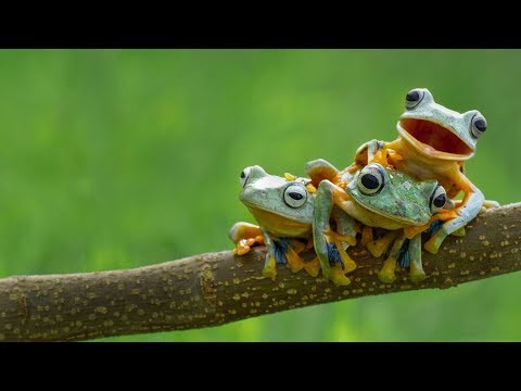 Collection animals Ultra HD 8k Wallpapers 2018