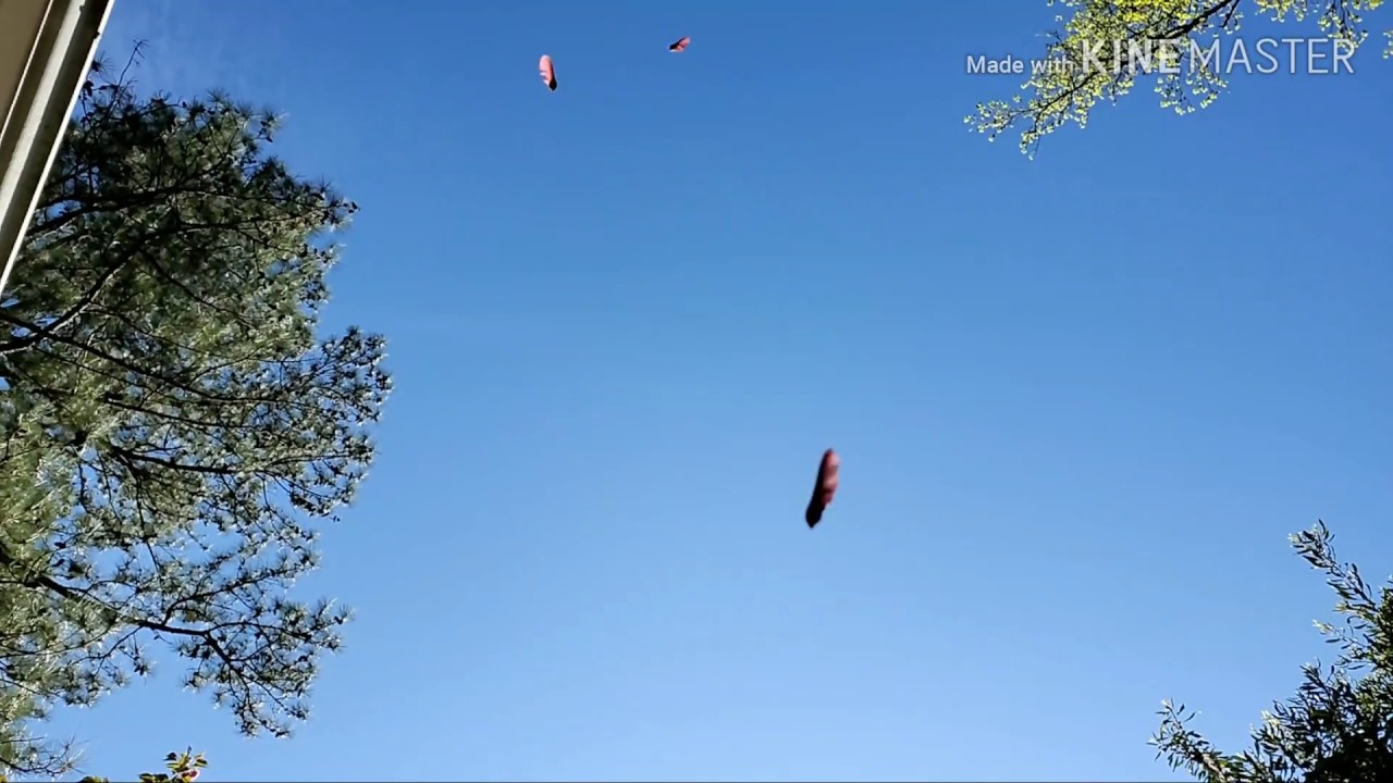 Maple Seeds Falling
