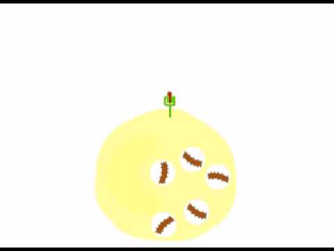 Helper T cell effector function