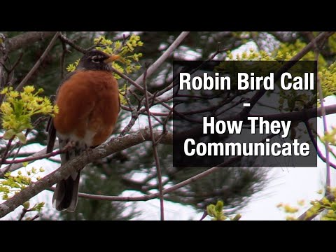 Robin Bird Call - How They Communicate
