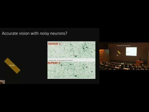 High precision coding in visual cortex (11/6/19)