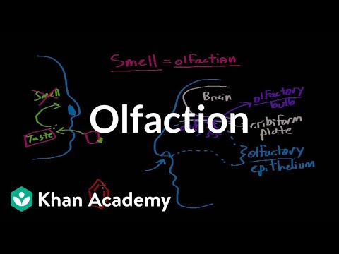 Olfaction - structure and function | Processing the Environment | MCAT | Khan Academy