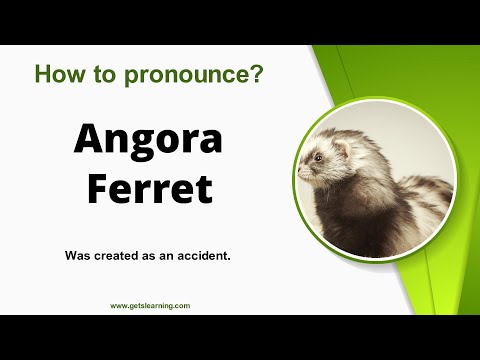How to pronounce (Angora Ferret) Correctly in English