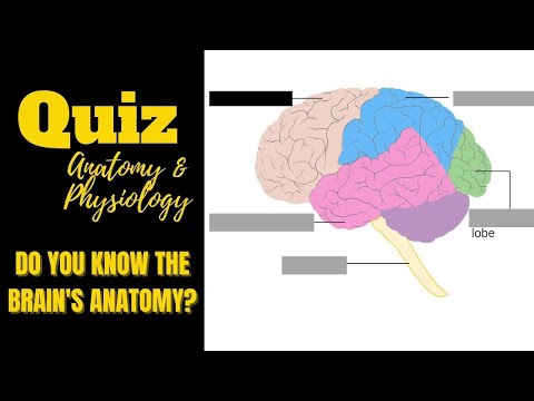 Do You Know The Brain's Anatomy? | Labeling Quiz of The Human Brain | Anatomy and Physiology Quiz #6