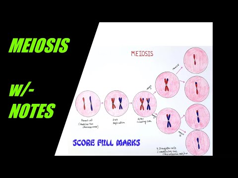 How to draw easily MEIOSIS / CELL DIVISION / w/-NOTES / BIOLOGY/ SCIENCE / Step by step / EASY