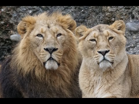 Top 10 Fascinating Animals Which Are Found Only In India (Endemic Species).