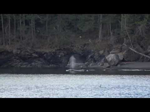 Group of Killer Whales Spotted Off San Juan Island, Washington