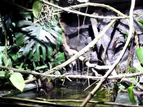 3.370 L Amazon predators tank 10/02/2016