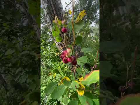 Saskatoon berryπππ