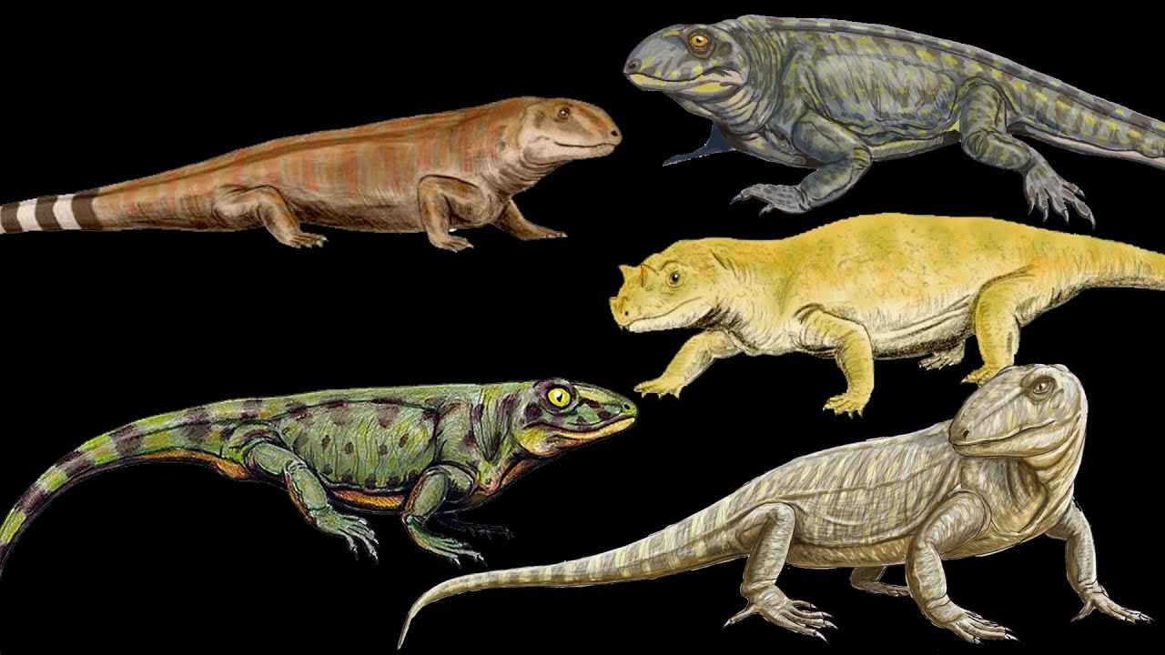 Synapsids #5: Basal Sphenacodontia