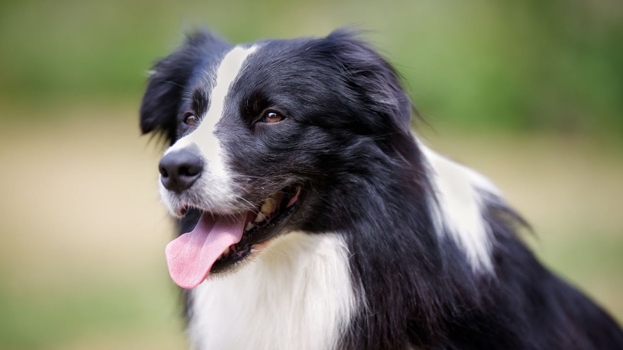 Border Collie Colors and Coat Patterns Explained