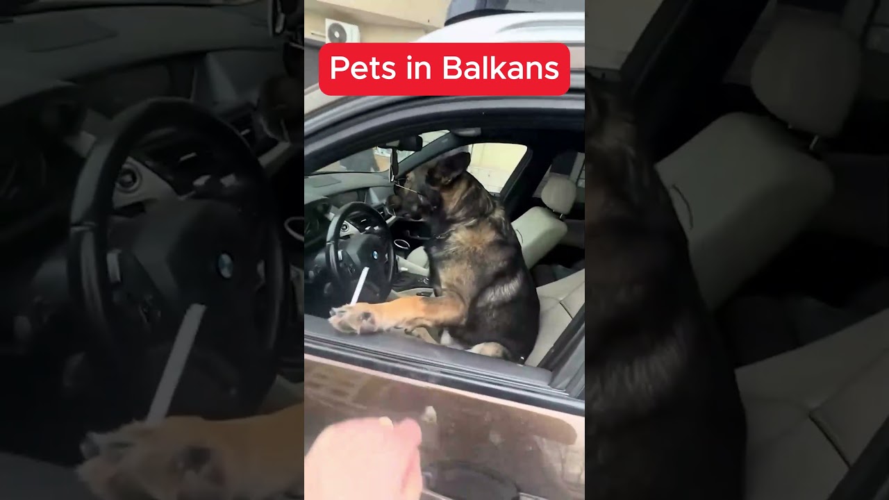 Pets in AMERICA VS. pets in the BALKANS #balkan #dog #funny #memes #america