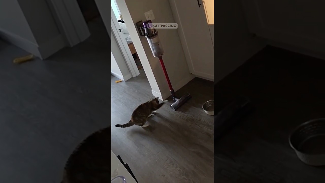Pepper was getting her revenge on the vacuum 😂 #catvideos #calico #goofy