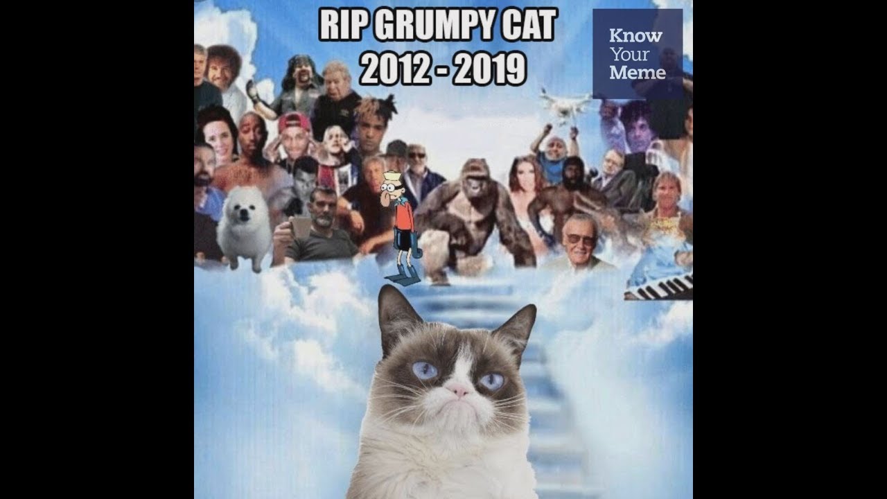 In Loving Memory of Grumpy Cat