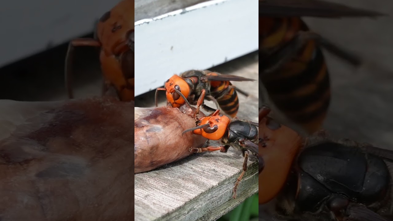 Distracting Giant Hornet with Chicken Hearts: Saving Honeybees