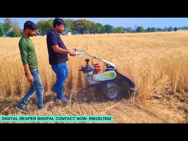 Pulses - Black Gram Reaper Trader - Wholesaler / Distributor from Bhopal