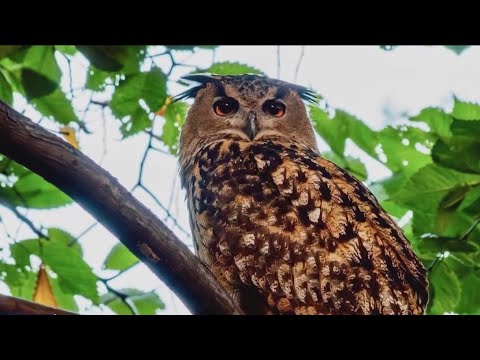 Beloved NYC celebrity owl Flaco dies