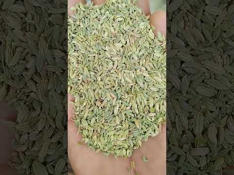 Fennel Seed - Saunf Beej Latest Price, Manufacturers & Suppliers