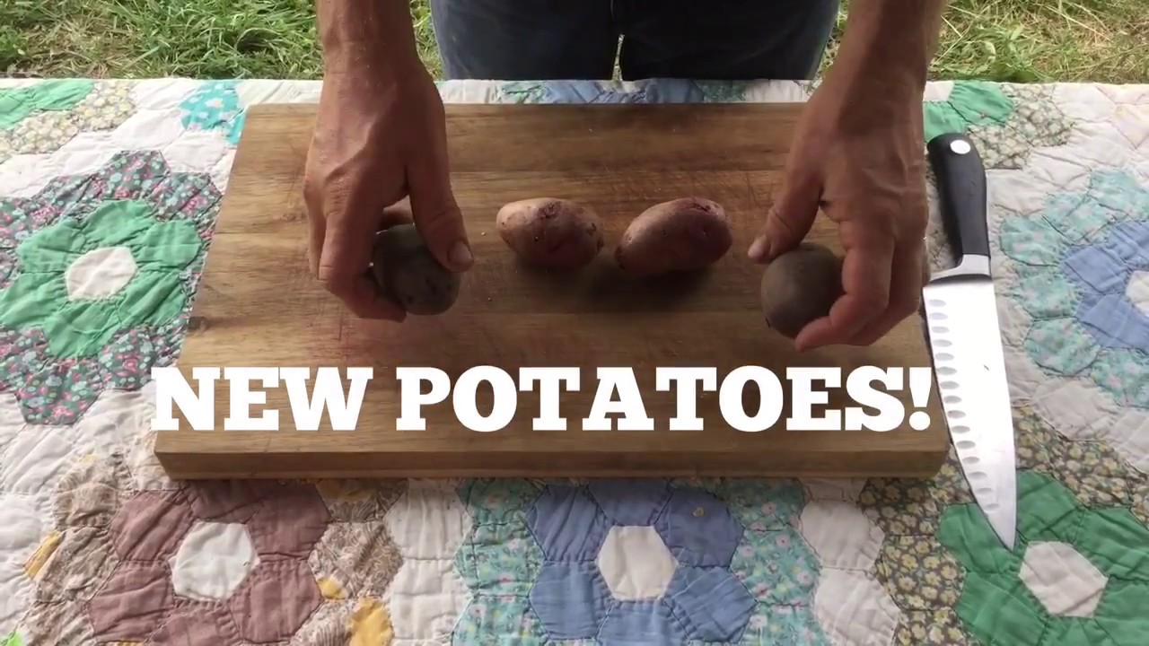 Rough Draft Farmstead CSA Week Seven